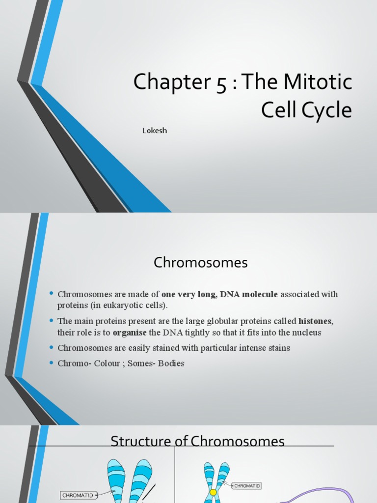 Chapter 5: The Mitotic Cell Cycle: Lokesh | PDF | Mitosis | Cell Nucleus