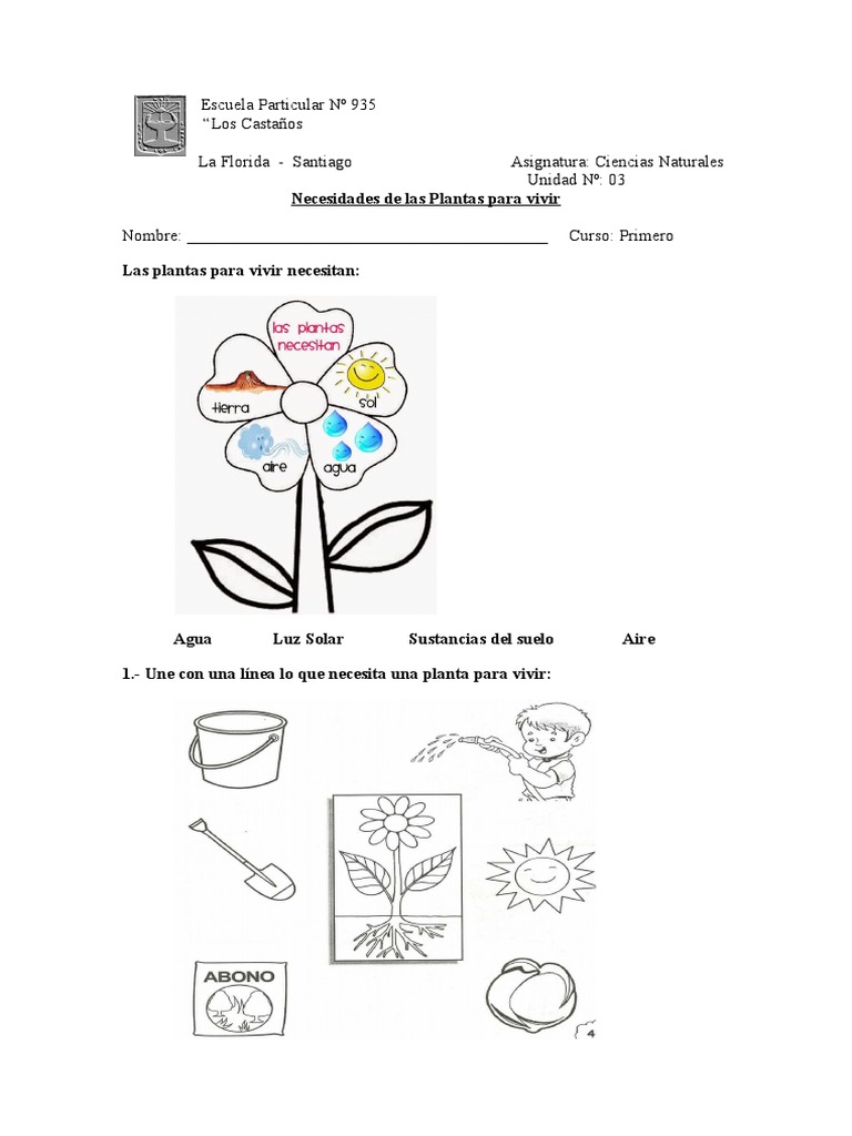 Guia Necesidades de Una Planta Primero Basico | PDF