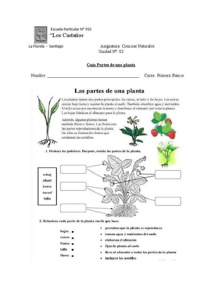Guia Partes de Una Planta Primero Basico | PDF | Artes del Lenguaje y ...