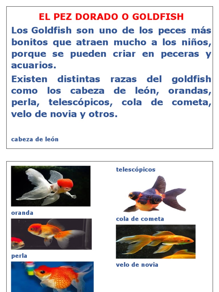 El Pez Dorado o Goldfish | PDF