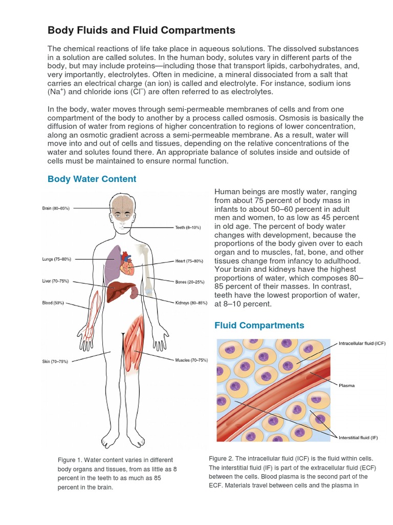 Body Fluids and Fluid Compartments | PDF | Edema | Capillary