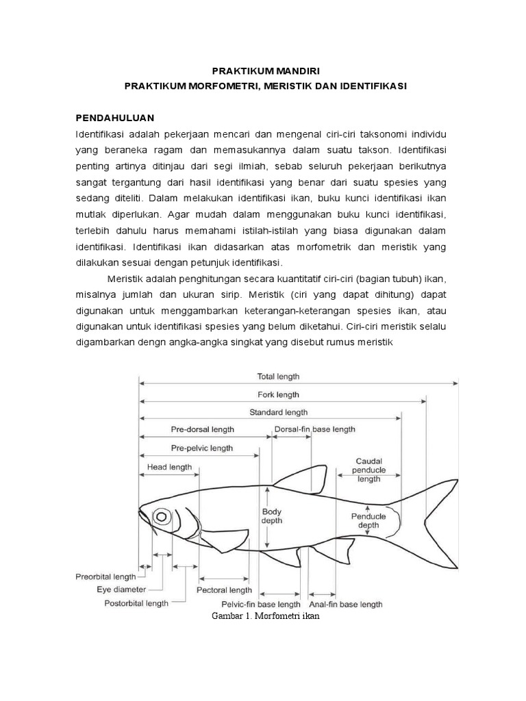 Praktikum Morfometri Dan Identifikasi (Tak) | PDF