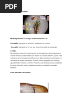 Glosario de briofitos y caulidios | PDF | Hoja | Plantas