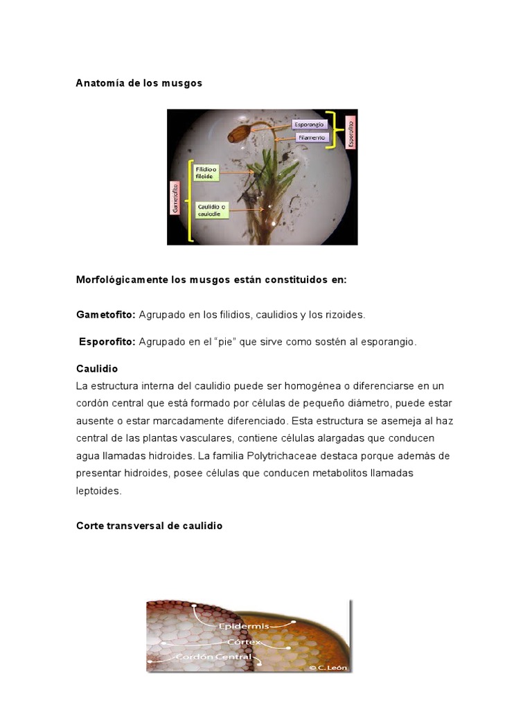 Partes y Estructura del Musgo | PDF | Hoja | Tallo de la planta