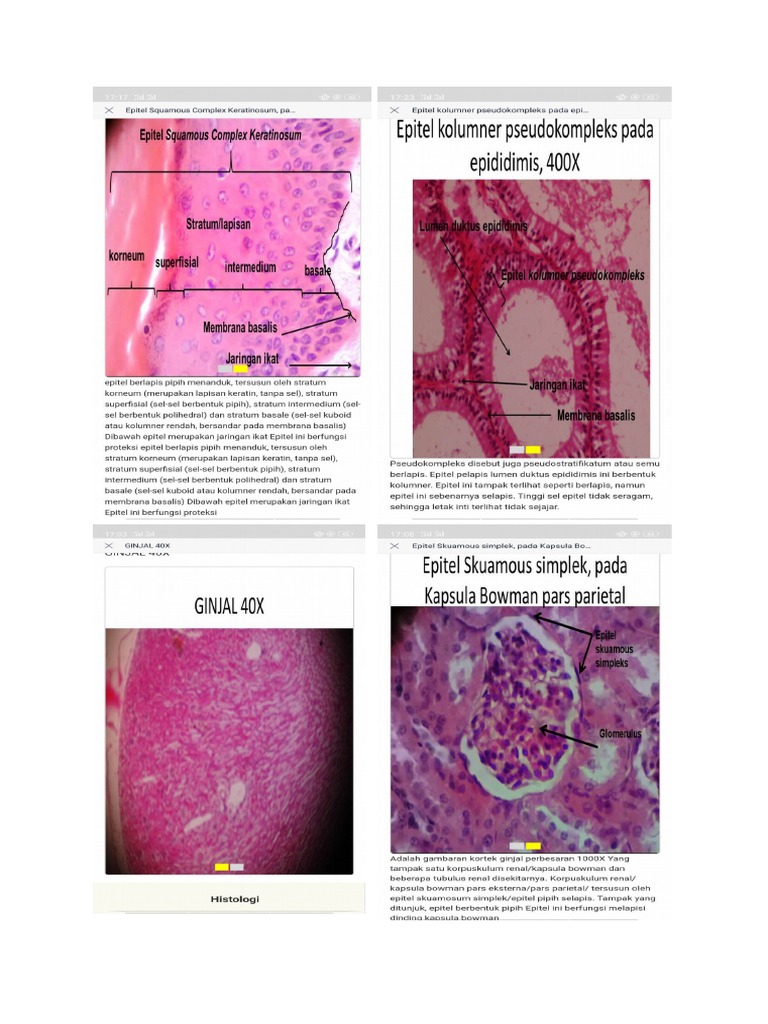 Sel Epitel Pada Mikroskop Cahaya | PDF