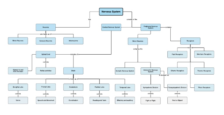 Nervous System Concept Map | PDF | Nervous System | Central Nervous System