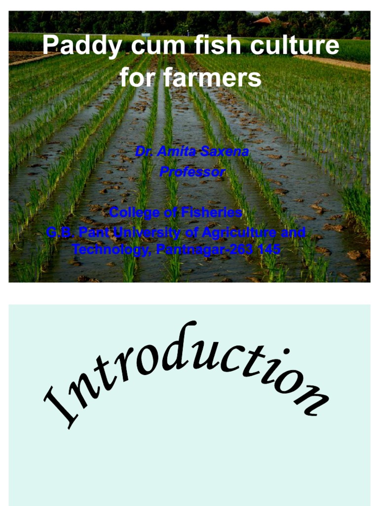 Integrated Paddy-Fish Farming System | PDF | Rice | Paddy Field