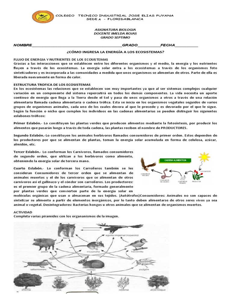 Cadena Alimenticia | PDF | Plantas | Organismos