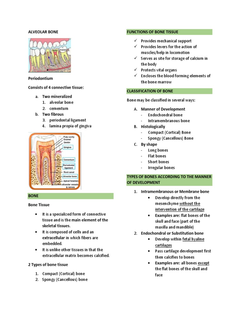 The Structure and Functions of Alveolar Bone | PDF | Bone | Osteoblast