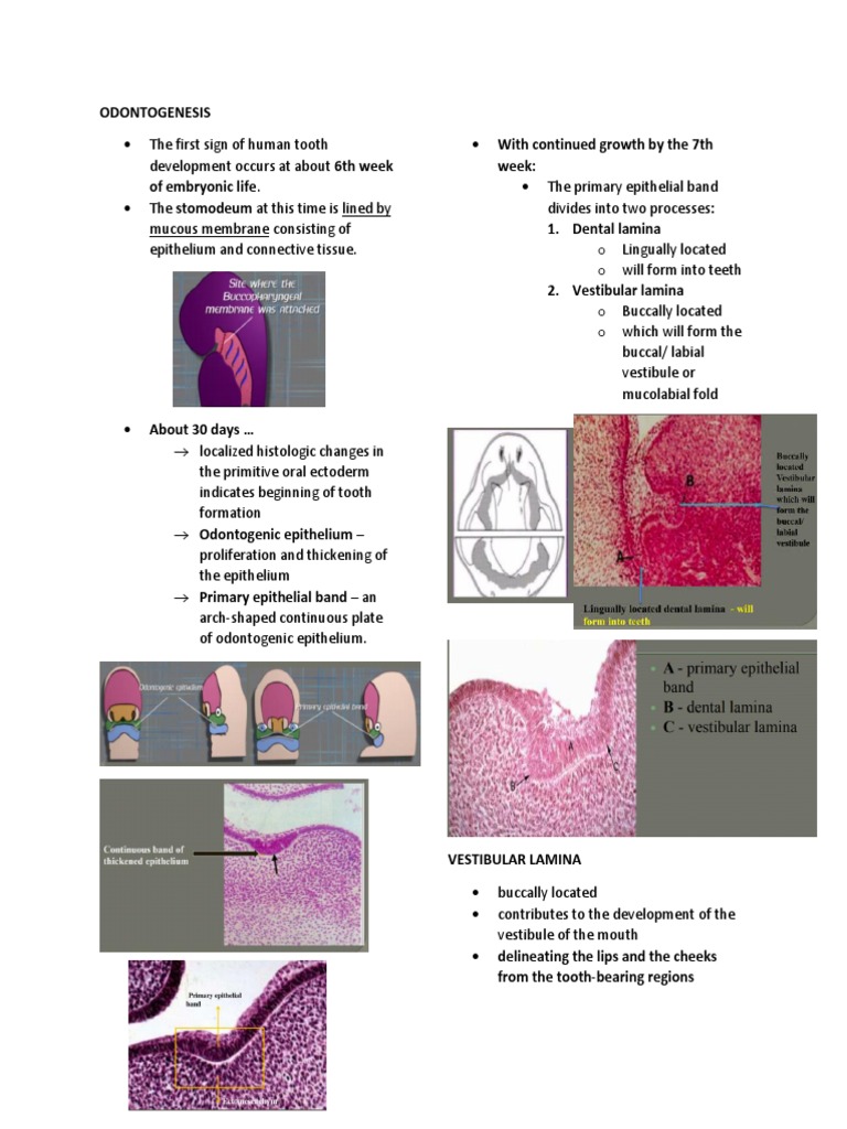Odontogenesis Notes | PDF | Human Tooth | Dental Anatomy