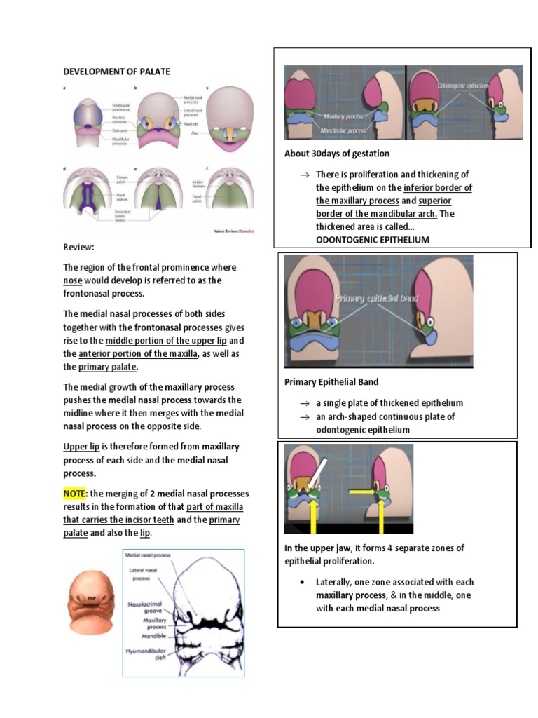 Development of Palate and Tongue Notes | PDF | Tongue | Human Nose