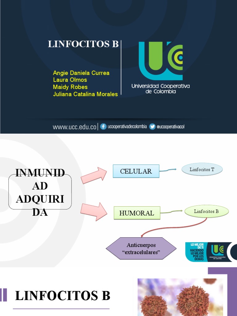 Linfocitos B | Descargar gratis PDF | Linfocitos | Célula B
