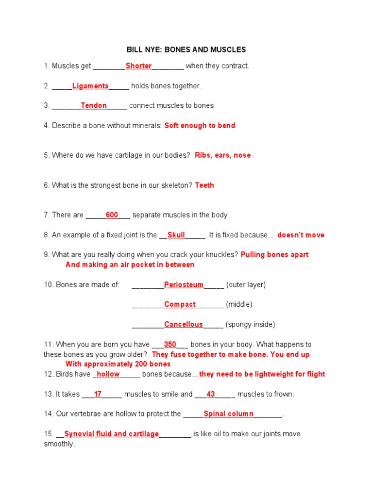 BILL NYE Bone and Muscles Answers | PDF | Language Arts & Discipline