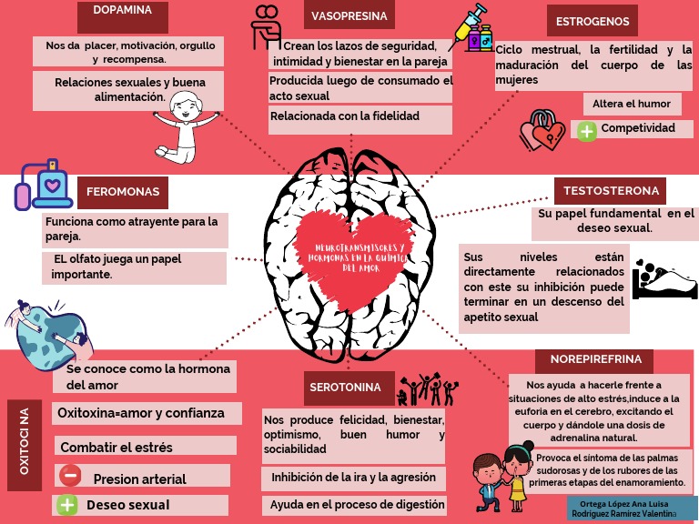 Mapa Mental Del Amor | PDF | Serotonina | Estrés (biología)
