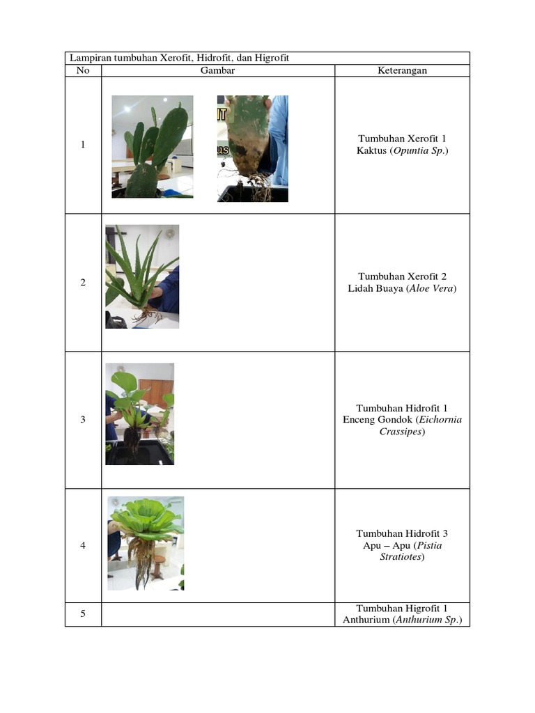 Lampiran Tumbuhan Xerofit | PDF