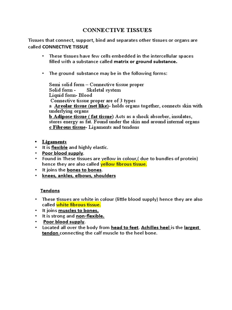 Notes On Connective Tissue | PDF