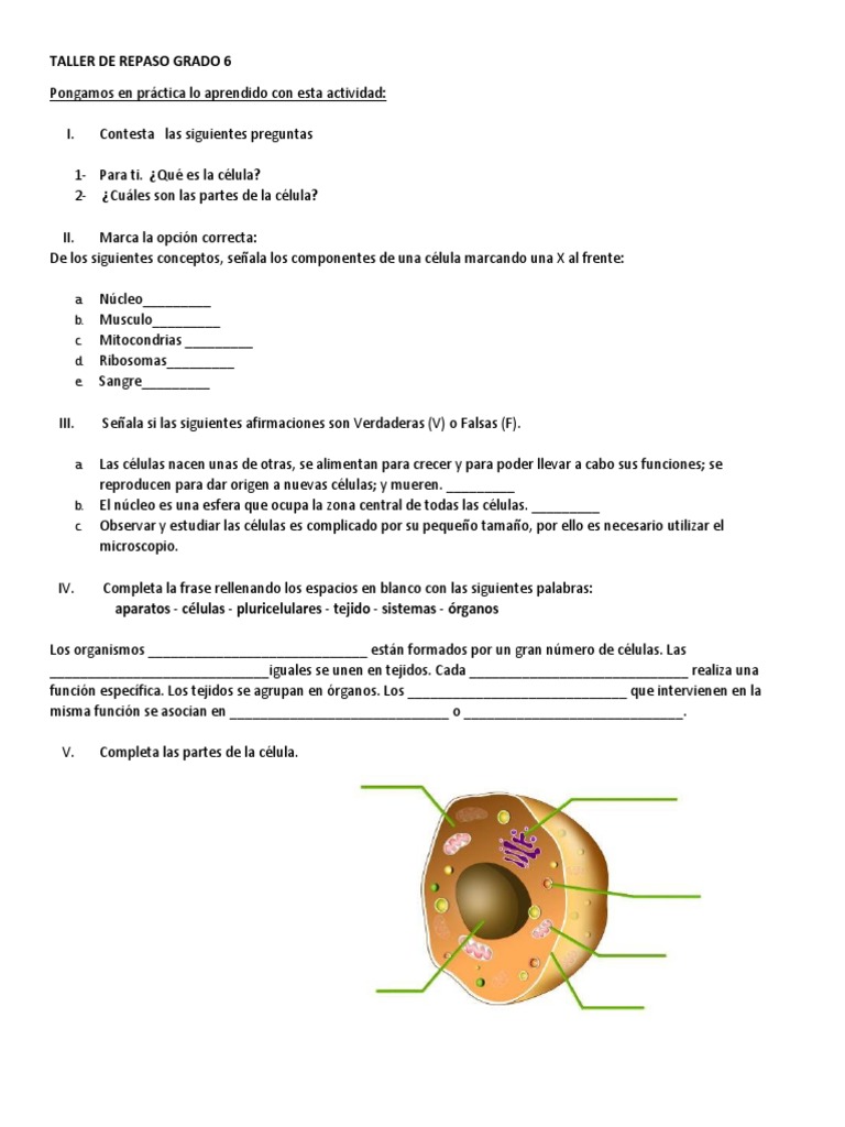 Taller de Repaso sobre Células para Grado 6 | PDF