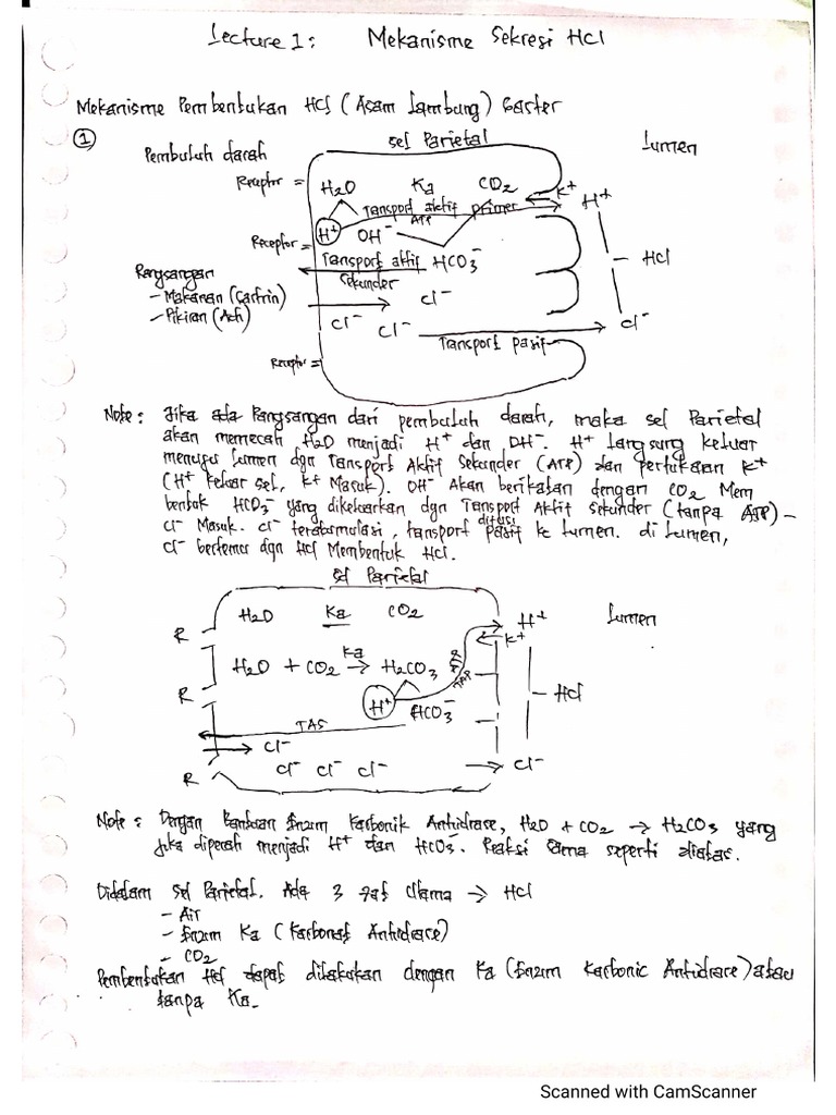 Lecture 01 Mekanisme Sekresi HCL | PDF