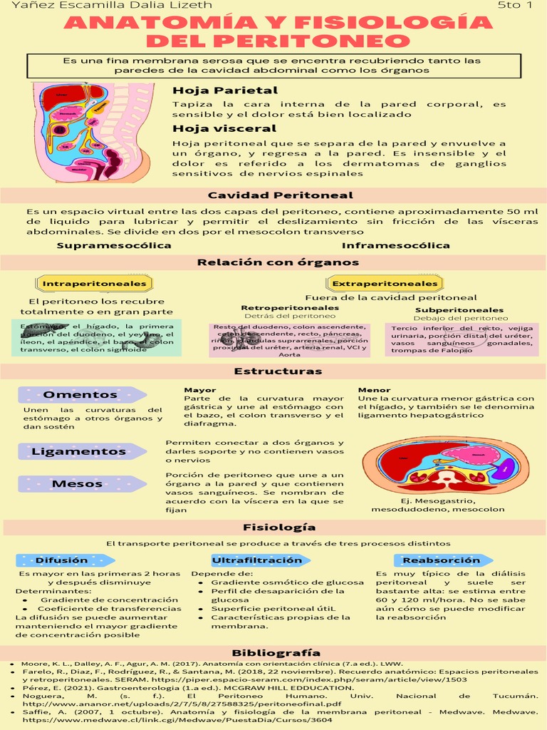 Anatomía y fisiología del peritoneo: estructura, relaciones con órganos ...