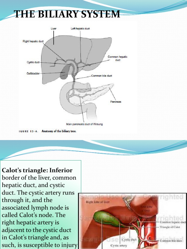 Surgery Class Biliary System Surgery | PDF | Gallbladder | Gastroenterology
