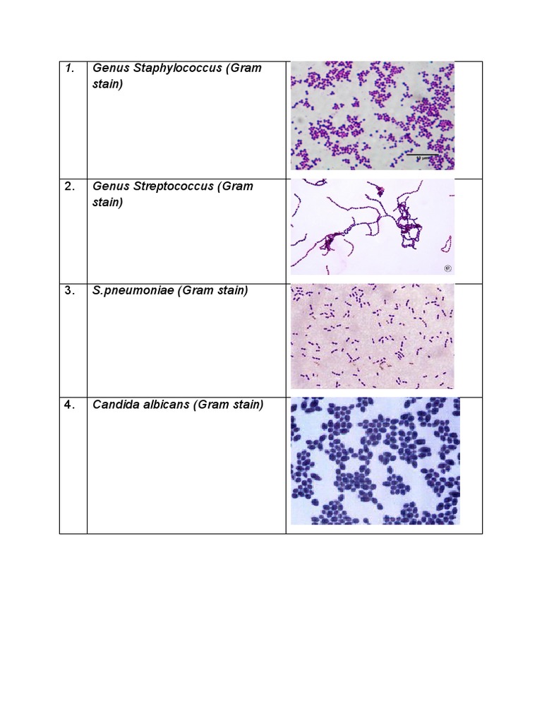 Microbiology Exam - Microscope Slides | PDF