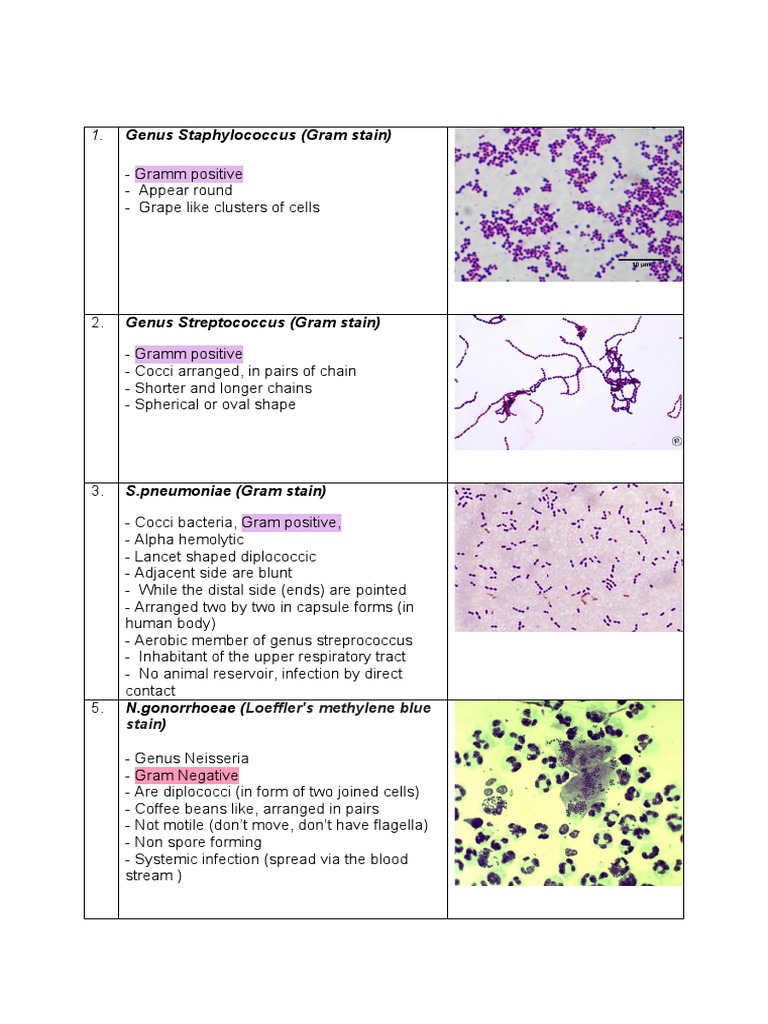 Microbiology Exam - Microscope Slides Kopie | PDF | Gram Positive ...