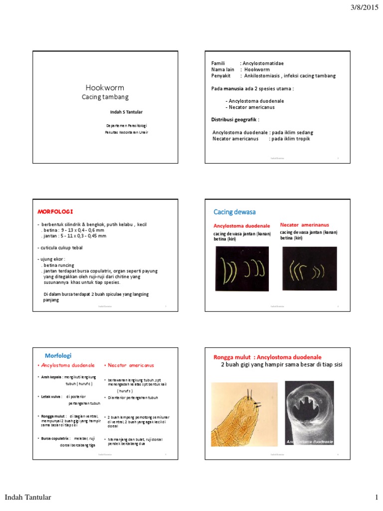 2 Hookworm | PDF