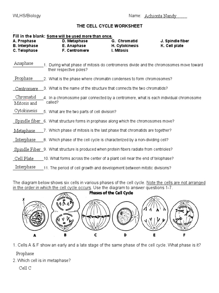 Kami Export - Cell Cycle Review | PDF | Mitosis | Cell Cycle