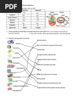 Cell Graphic Organizer - Arupe | PDF