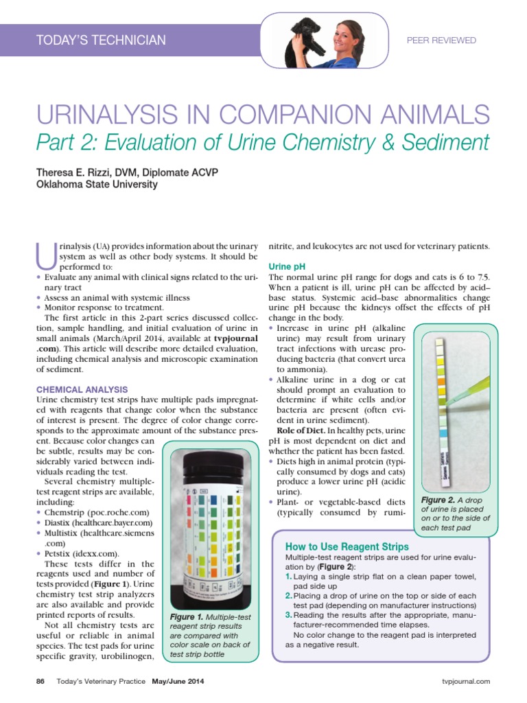 Veterinary Urinalysis Guide | PDF | Urine | Kidney