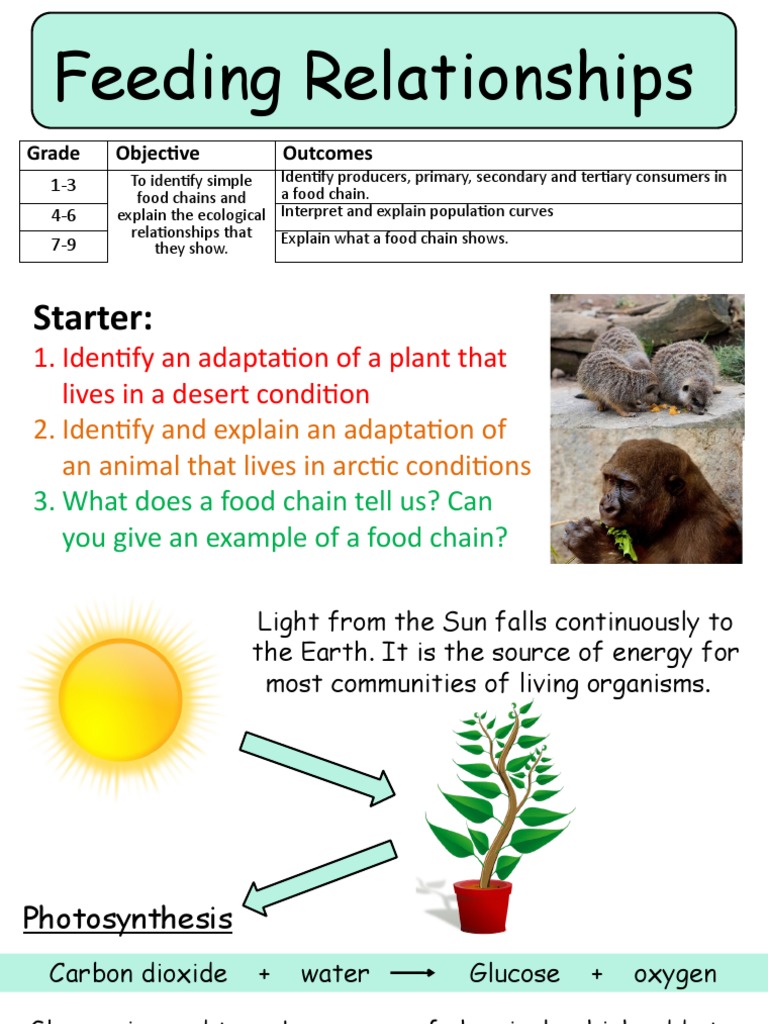 Types of Feeding Relationships Explained | PDF | Predation | Herbivore