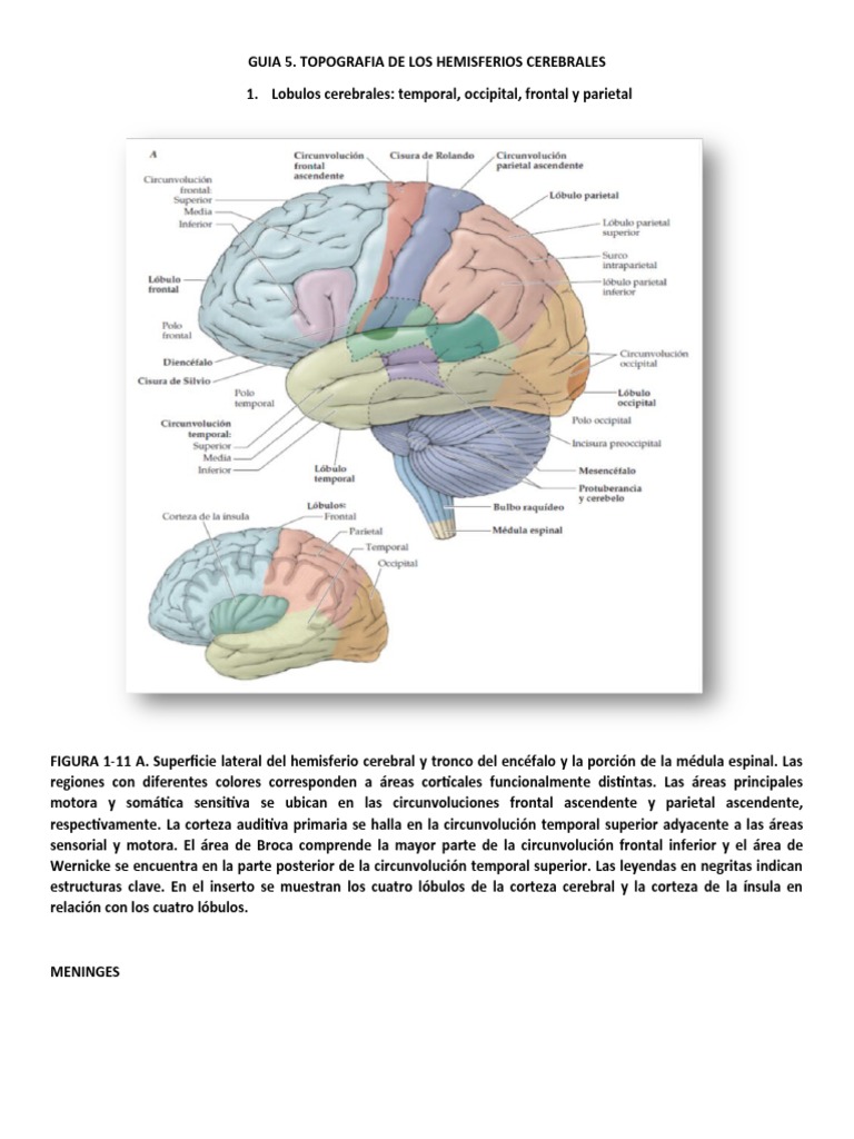 Topografía de los Hemisferios Cerebrales | PDF | Corteza Insular | Neurociencia