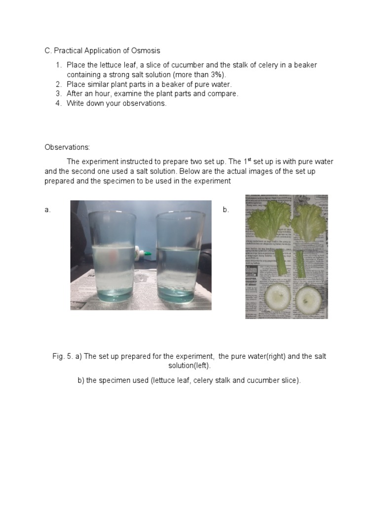 Practical Appllication of Osmosis Observations | PDF | Biology | Organisms