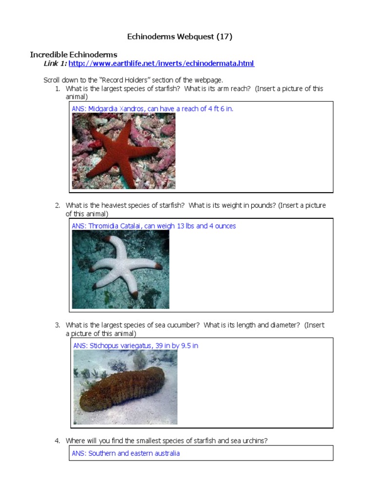 Sean Burke - Online Echinoderms Webquest | PDF | Biology | Organisms