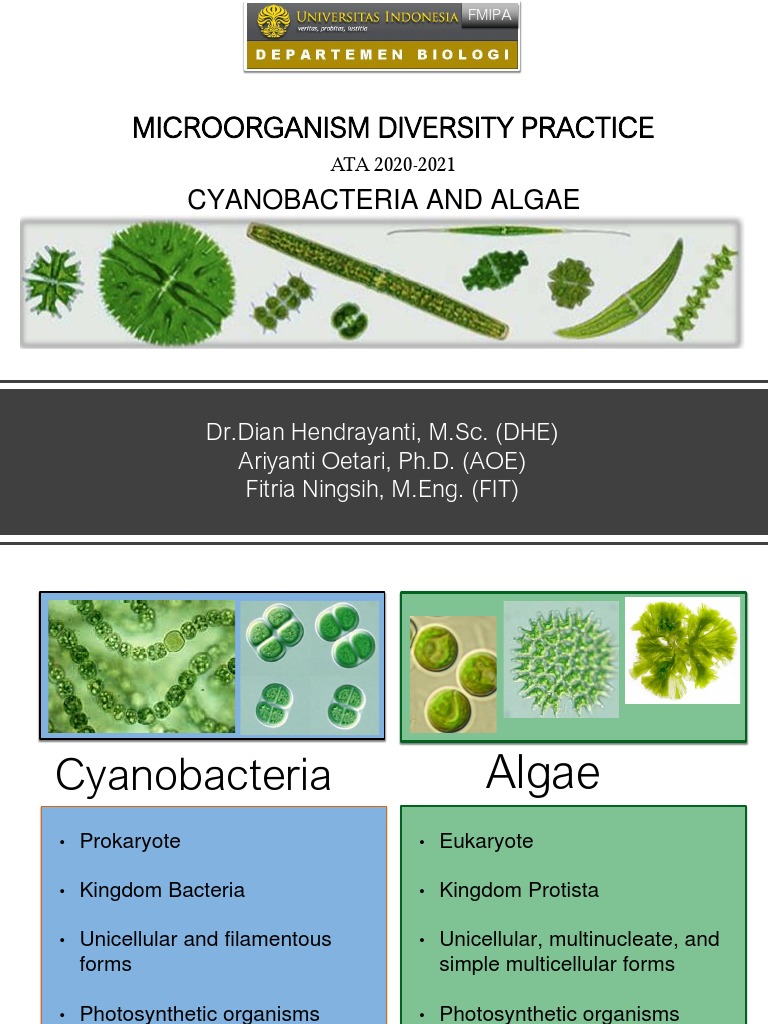 Microorganism Diversity Practice: Cyanobacteria and Algae | PDF | Algae ...