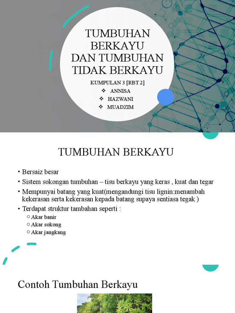 Tumbuhan Berkayu | PDF