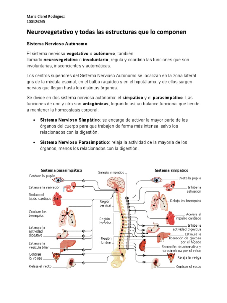 Neurovegetativo y Todas Las Estructuras Que Lo Componen | PDF | Sistema ...