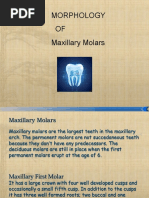 13 - Maxillary 2. Molar | PDF | Dental Anatomy | Tooth