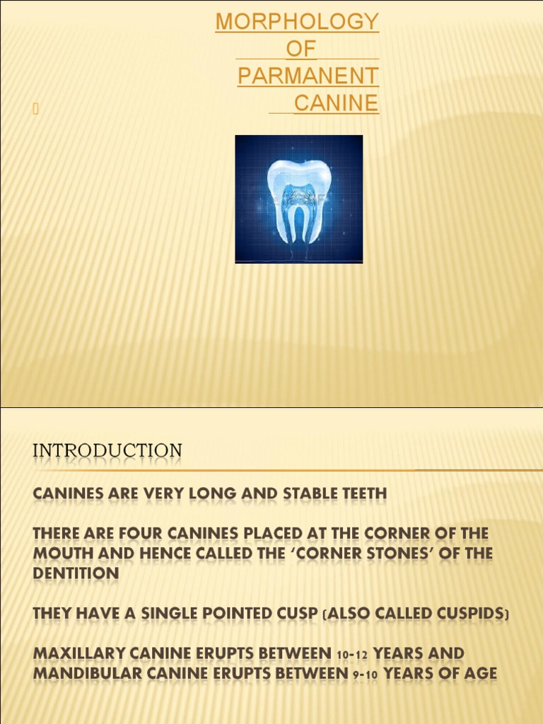 Canines | PDF | Dental Anatomy | Mouth