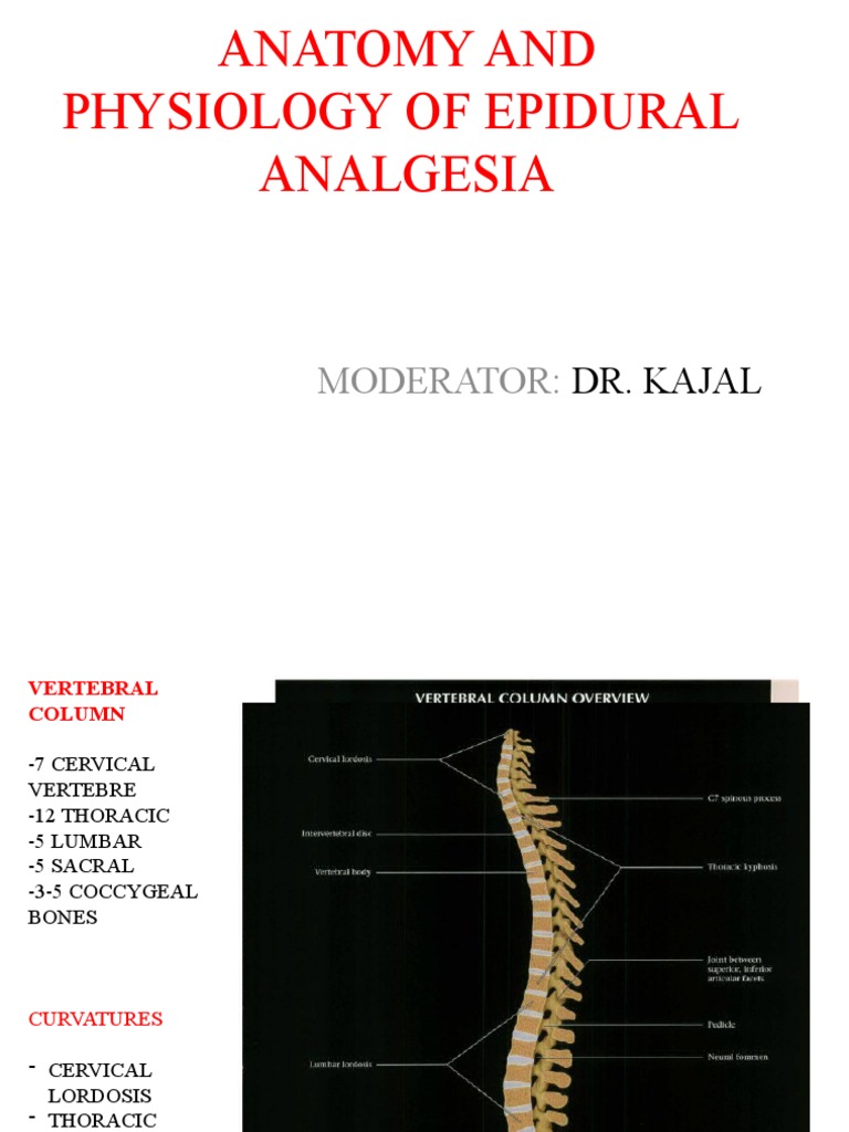 Anatomy of Cordal Epidural Space | PDF | Vertebral Column | Vertebra