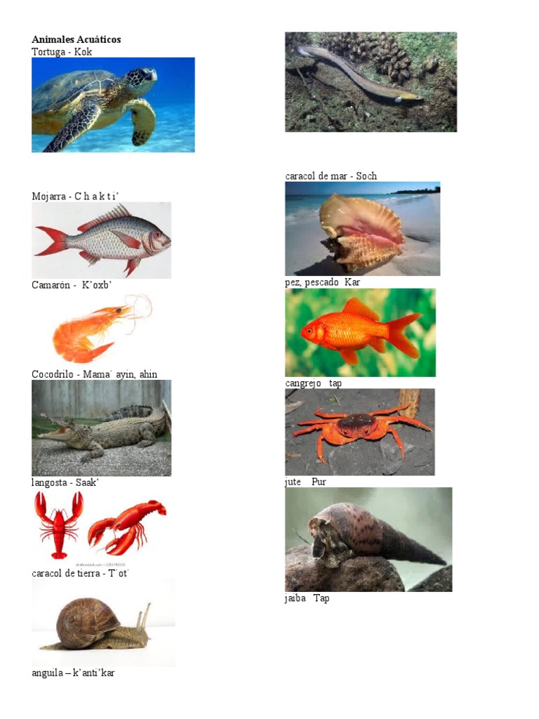 Nombres de Animales Acuáticos en Kaqchikel | PDF