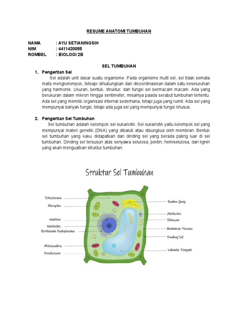 Anatomi Tumbuhan | PDF | Griya & Taman | Kesehatan Holistik