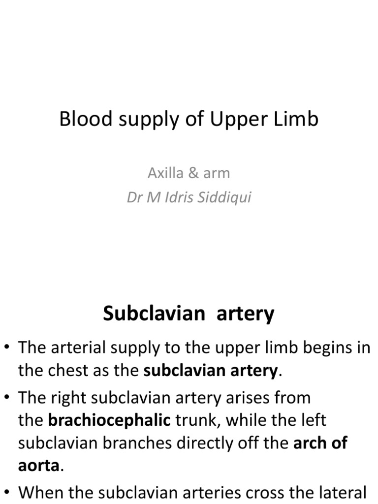 The Arterial Blood Supply of the Upper Limb: A Detailed Look at the ...