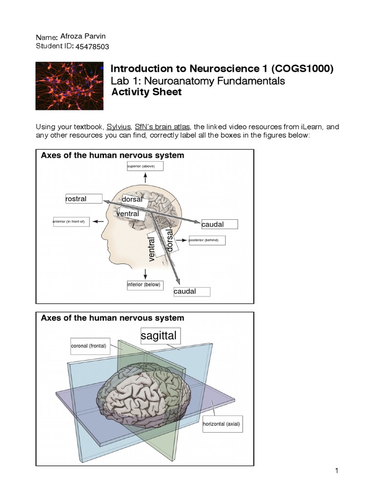 Lab 1: Neuroanatomy Fundamentals: Introduction To Neuroscience 1 ...