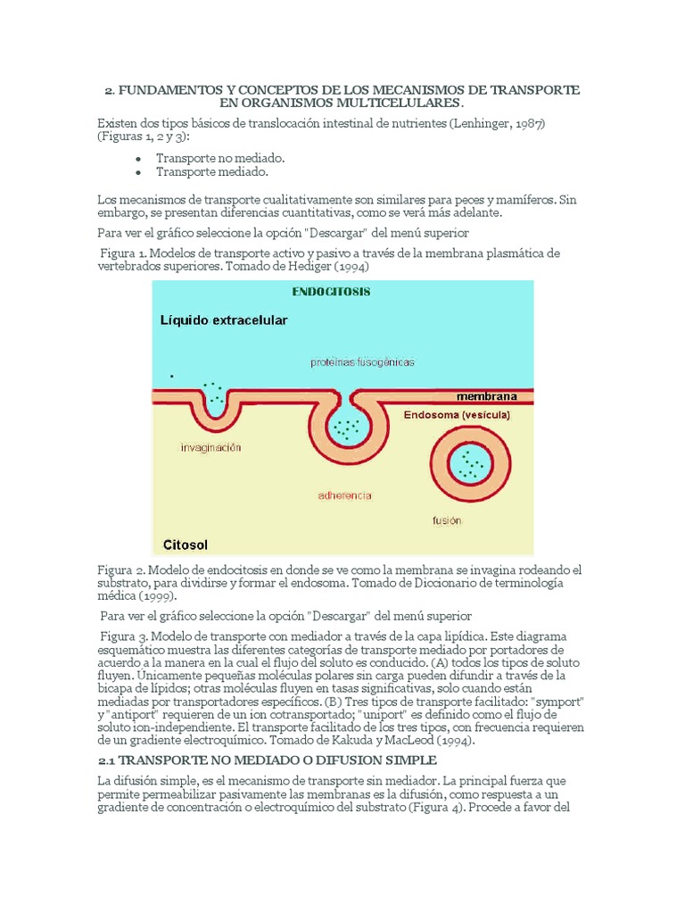 Absorcion Intestinal | PDF | Estómago | Digestión