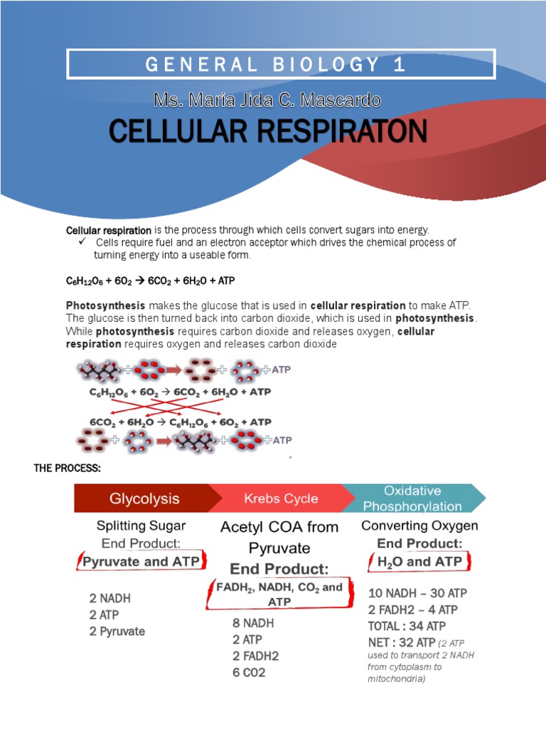 Cellular Respiration STUDY GUIDE | PDF | Adenosine Triphosphate ...