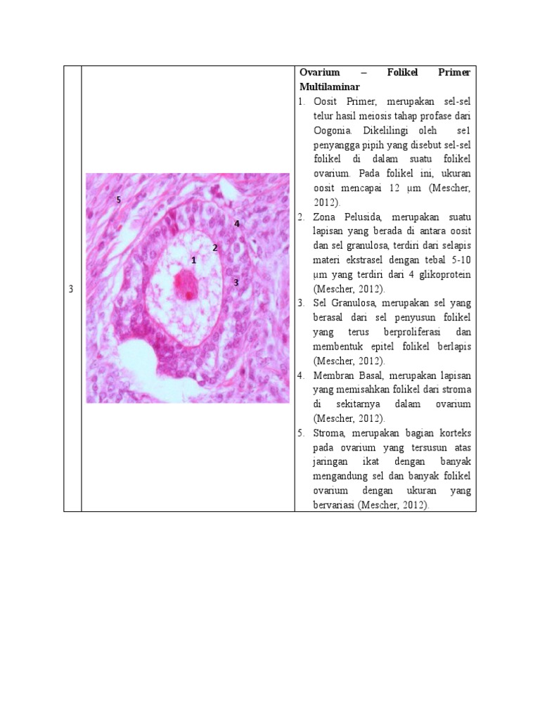 Histologi Folikel Ovarium: Primer & Sekunder | PDF