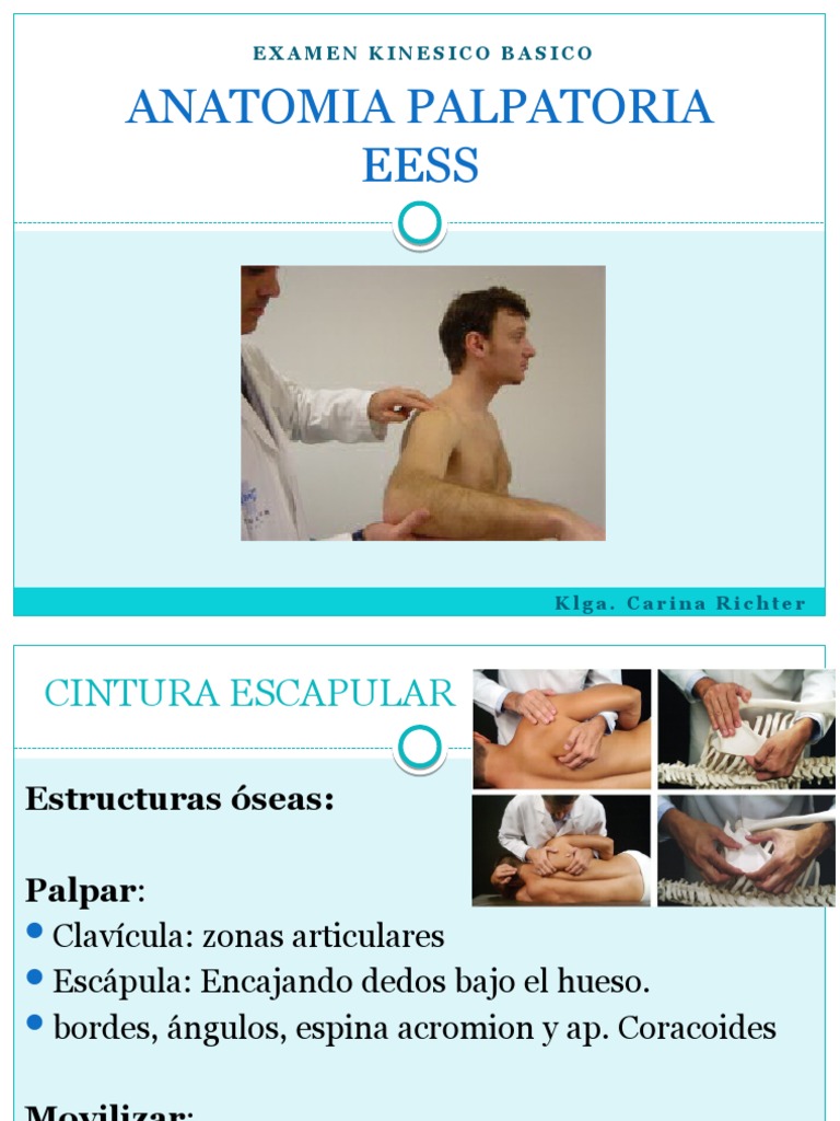 5 Anatomia Palpatoria Eess | PDF | Hombro | Codo