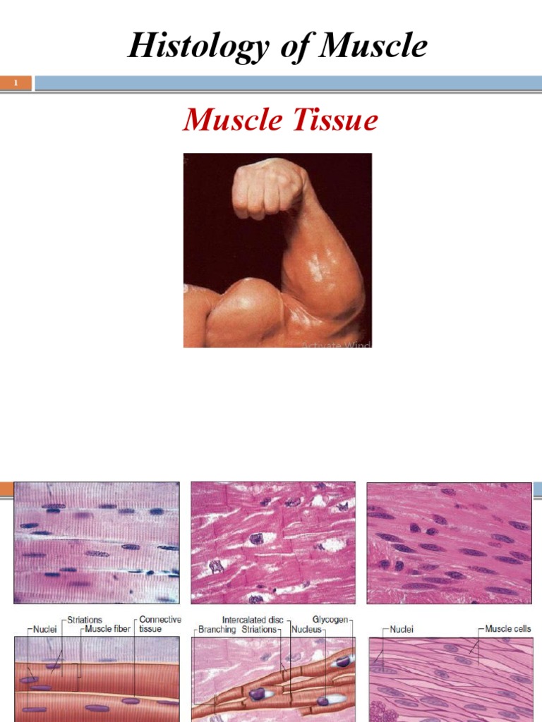 Histology of Muscle | PDF | Myocyte | Skeletal Muscle