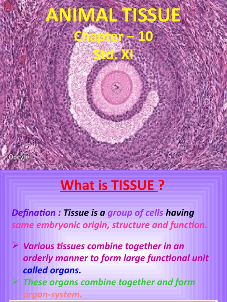 Animal Tissue: Chapter - 10 Std. XI | PDF | Epithelium | Connective Tissue